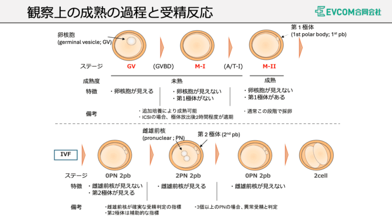 E-college - EVCOM合同会社/生殖補助医療サポート&FileMakerシステム開発